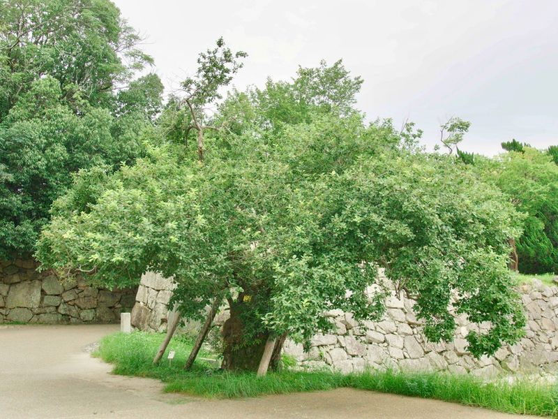 Universal Everything: Emergence and Transfiguration | Sedition